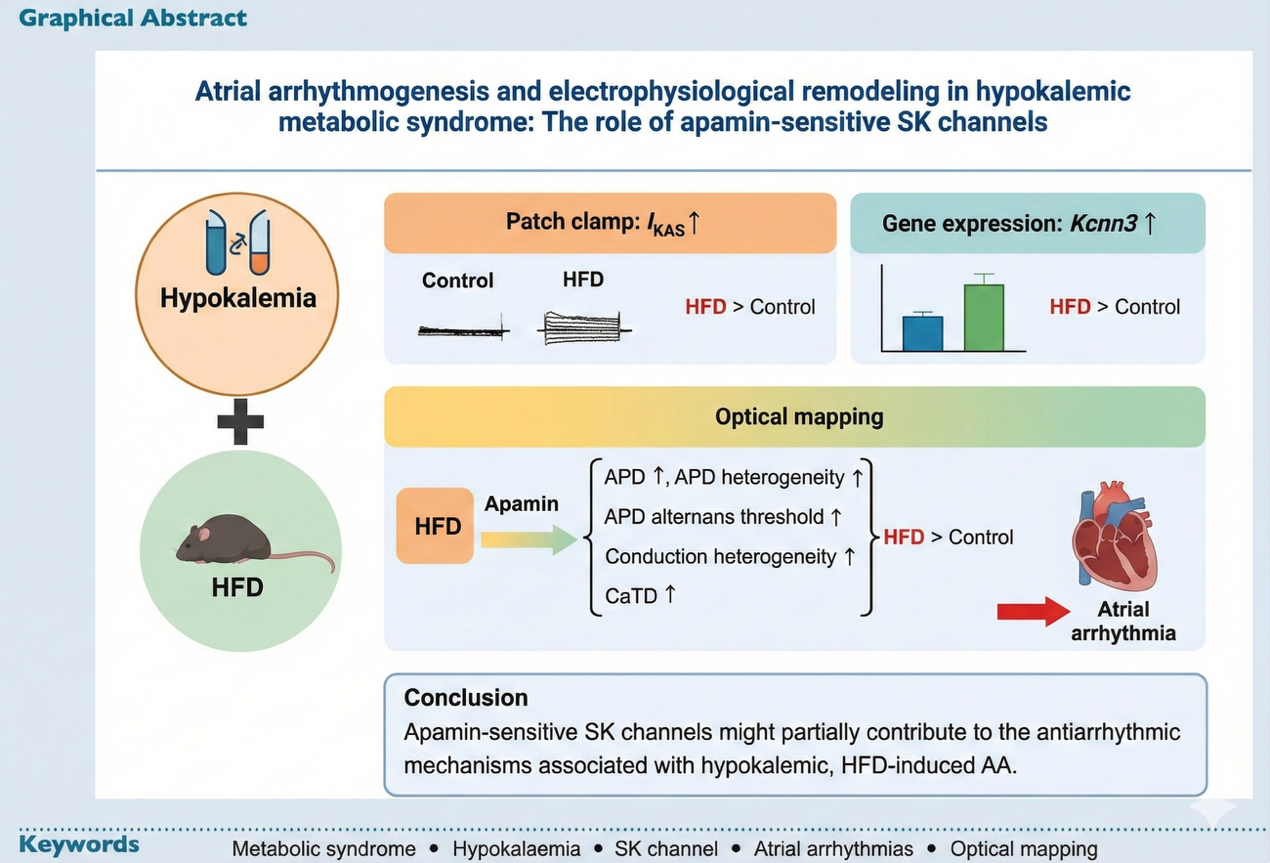 高雄醫學大學 高醫體系雙月刊 - Mechanisms of Atrial Arrhythmia Risk in Hypokalaemic ...